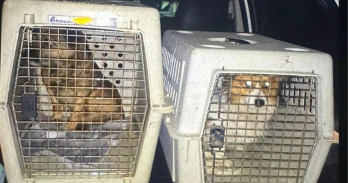 На Львівщині чоловік силоміць заливав собакам у пащі алкоголь | Varta1